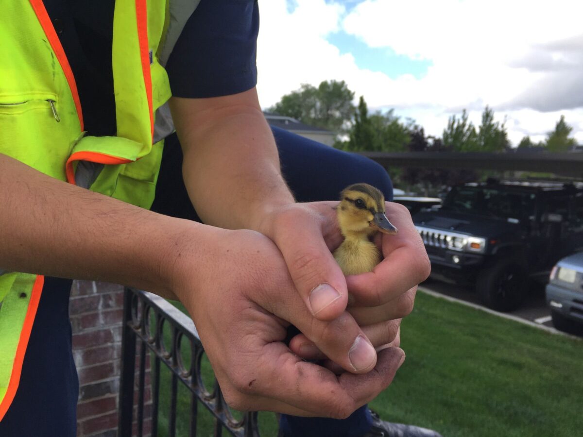 Baby ducks rescued from storm sewer drain | News, Sports, Jobs ...